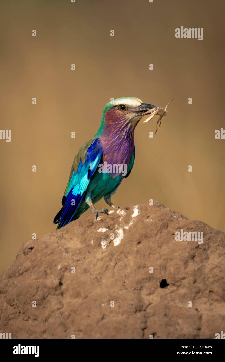 Close-up portrait of a lilac-breasted roller (Coracias caudatus ...