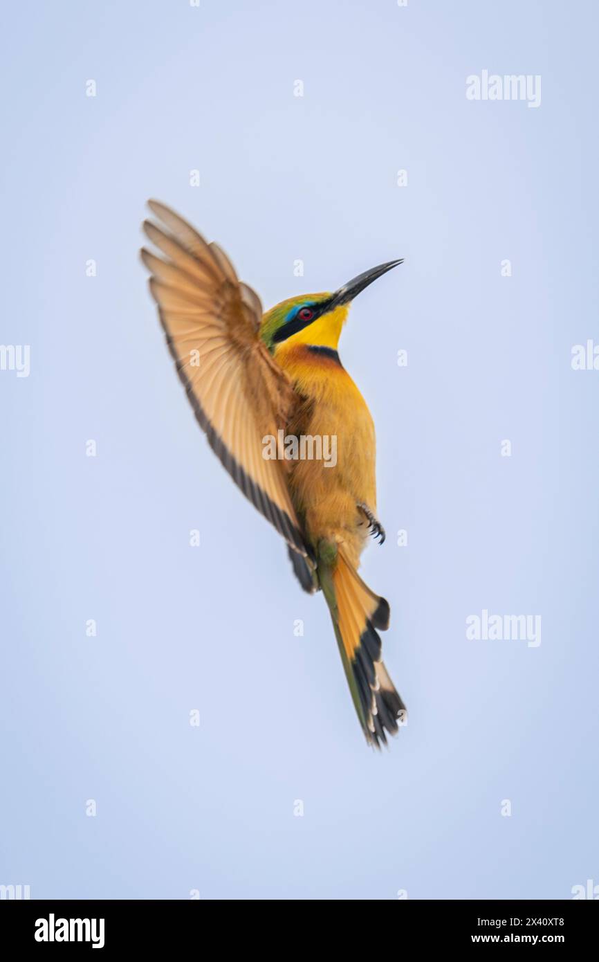 Stunning, close-up profile of a little bee-eater (Merops pusillus ...