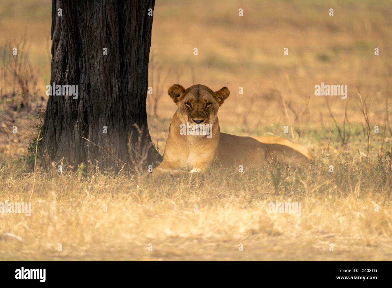 Lioness (Panthera leo) lies watching camera by tree trunk in Serengeti ...