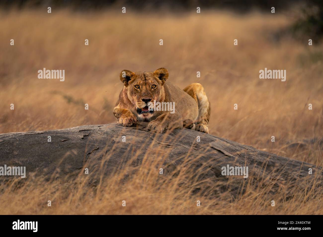 Lioness (Panthera leo) lies crouching on rock watching camera in ...