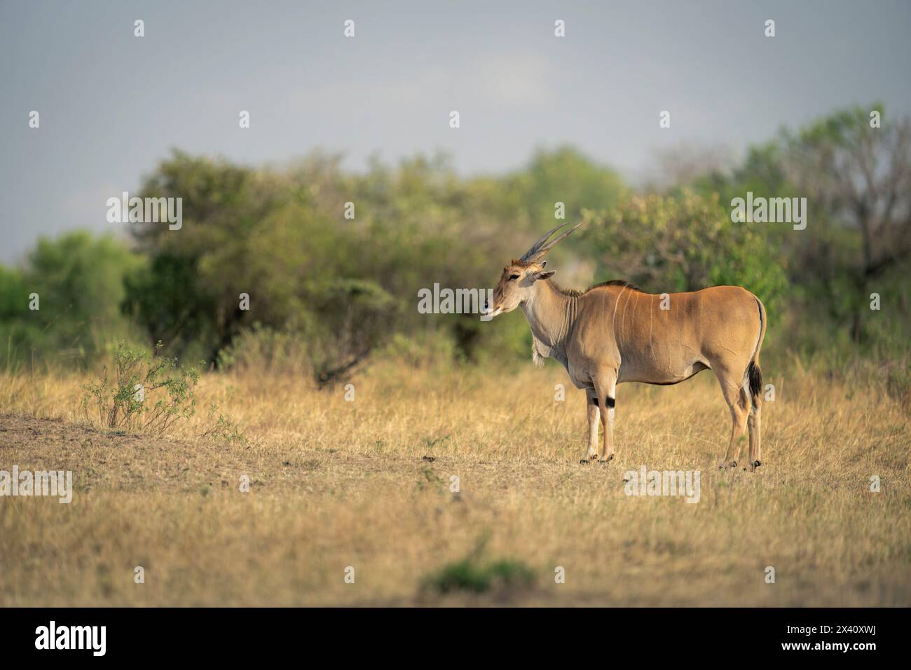 Male common eland (Taurotragus oryx) stands near leafy bushes in ...