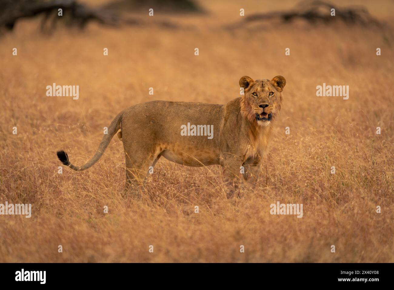 Male lion (Panthera leo) stands in grass watching camera in Serengeti ...