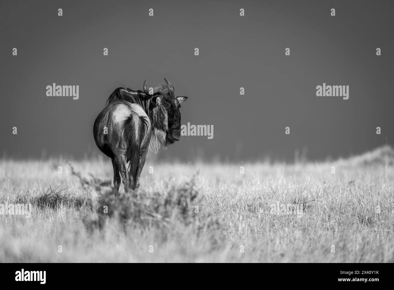 Monochromatic of a wildebeest (Connochaetes taurinus) standing turning ...