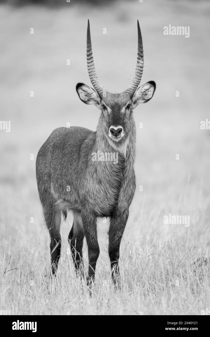 Kobus Black and White Stock Photos & Images - Alamy