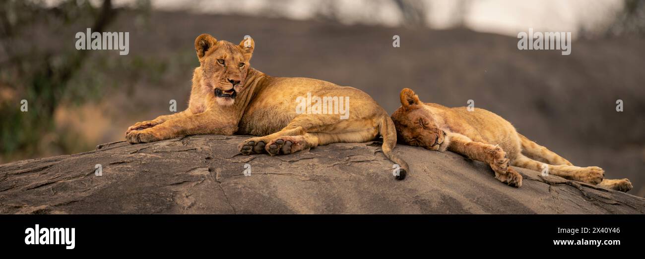 Two african lionesses panthera hi-res stock photography and images - Alamy