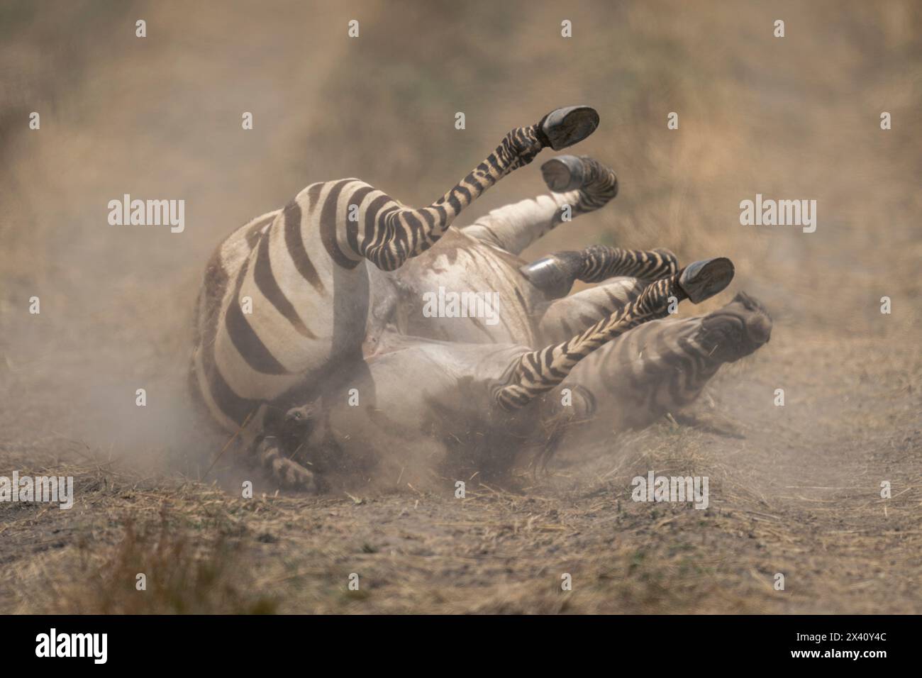 Plains zebra (Equus quagga) rolls on track on back in Serengeti ...