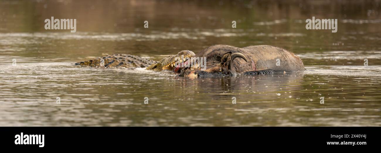 Panorama of Nile crocodile (Crocodylus niloticus) eating dead ...