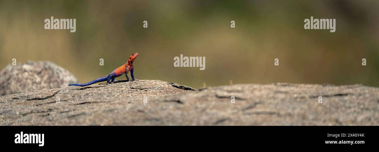 Spider man agama hi-res stock photography and images - Alamy