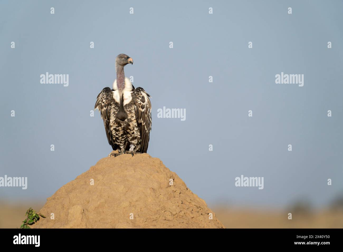 Ruppell's vulture (Gyps rueppelli) turns head on termite mound in ...