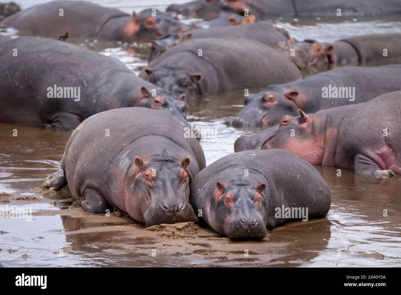 Pod of hippopotamuses (Hippopotamus amphibius) lie in shallow river in ...