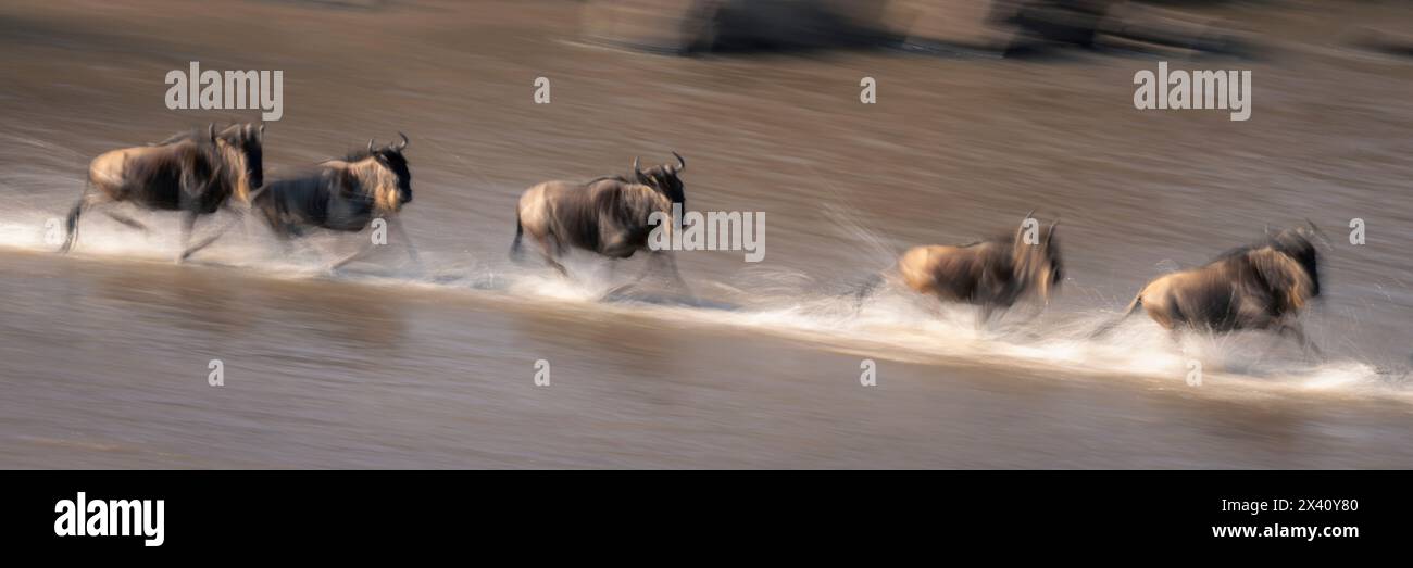 Slow pan panorama of blue wildebeest crossing Stock Photo - Alamy
