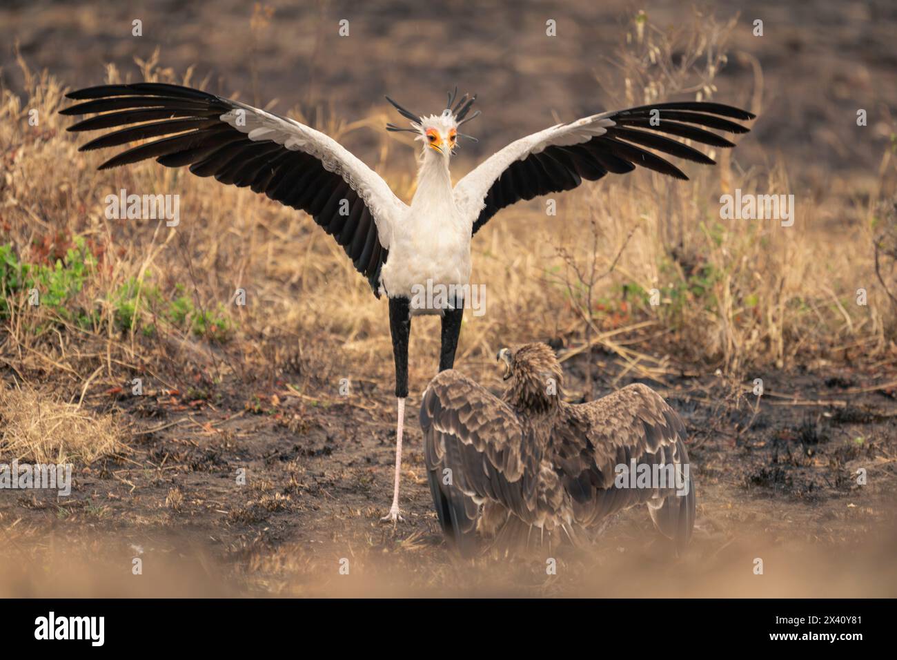 Secretary bird (Sagittarius serpentarius) spreads wings above tawny ...