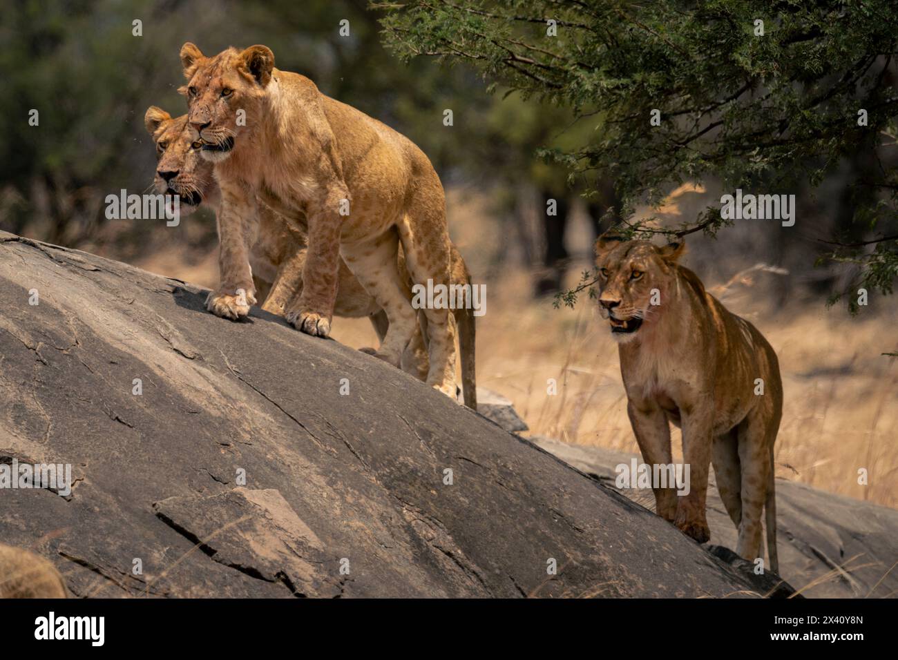 Three lions (Panthera leo) stand on kopje near trees in Serengeti ...