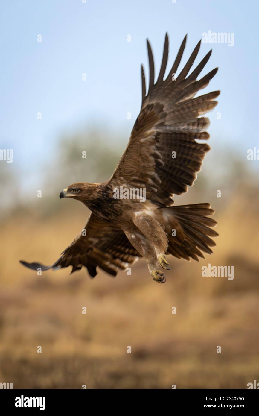 Tawny eagle (Aquila rapax) flies over savannah spreading wings in ...