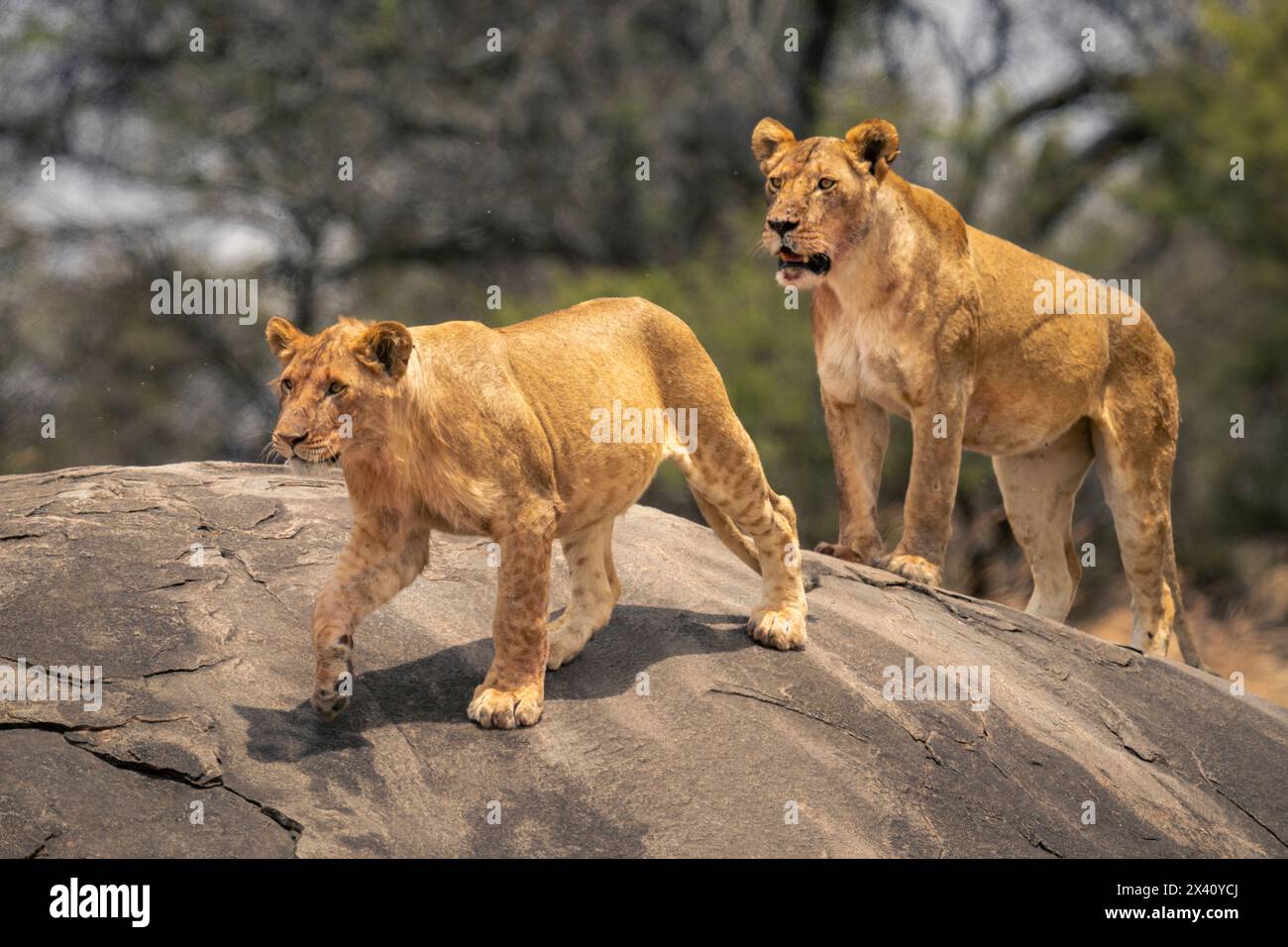 Two lions (Panthera leo) stand on rock beside trees in Serengeti ...
