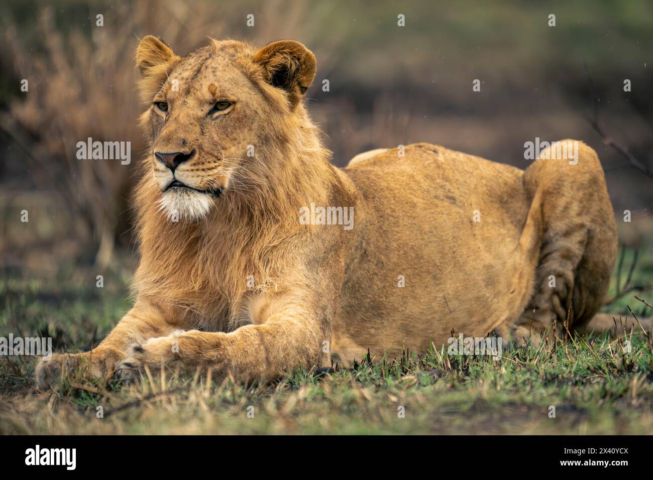 Young male lion (Panthera leo) lies on short grass in Serengeti ...