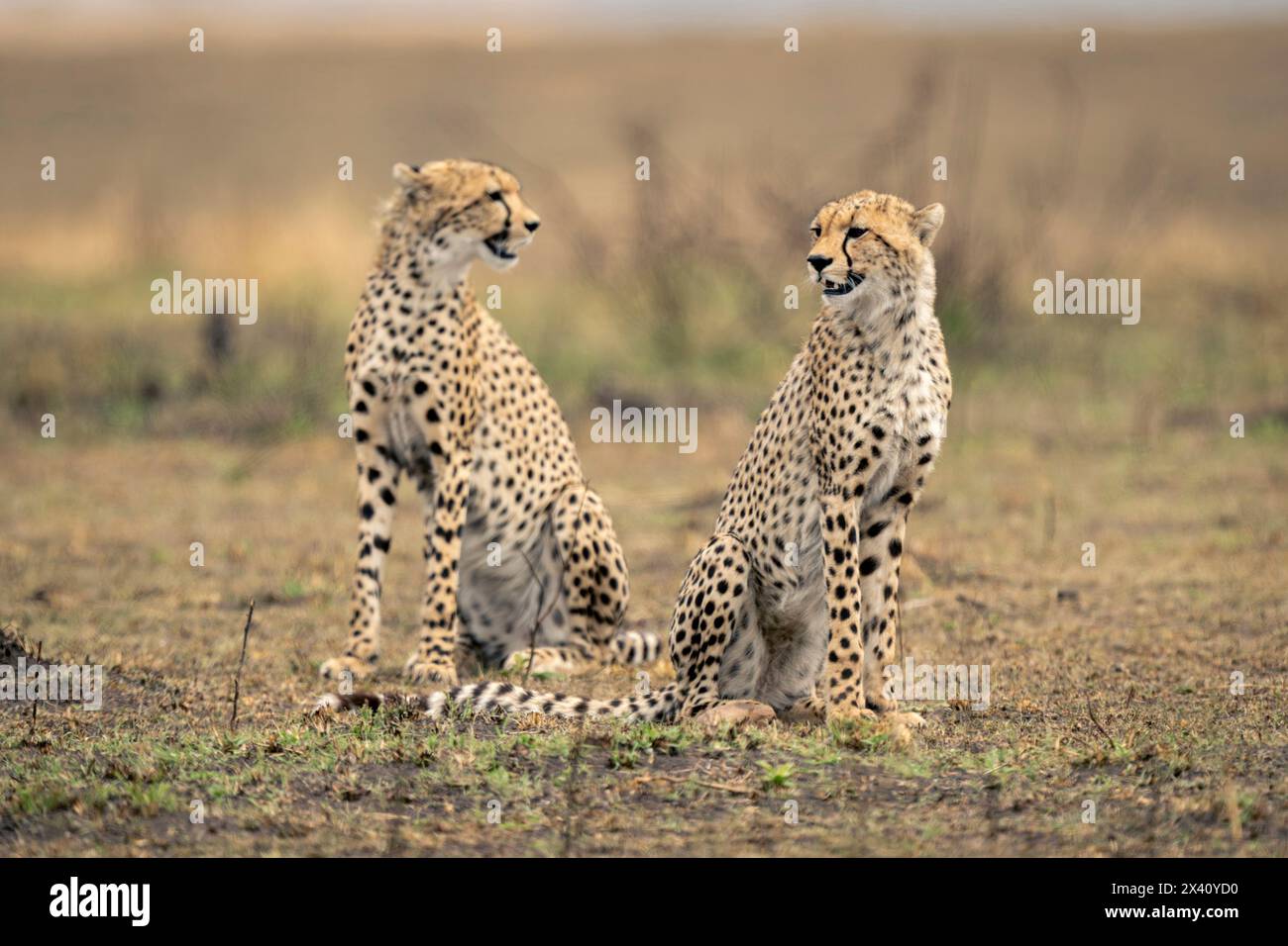 Two cheetahs (Acinonyx jubatus) sit staring on grassy plain in ...