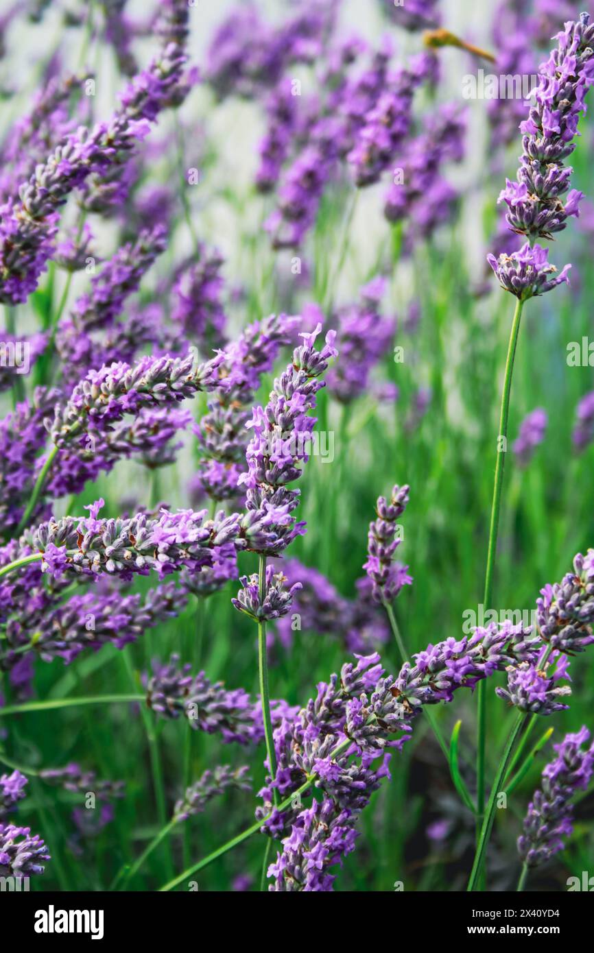 Lavender flower field hi-res stock photography and images - Alamy