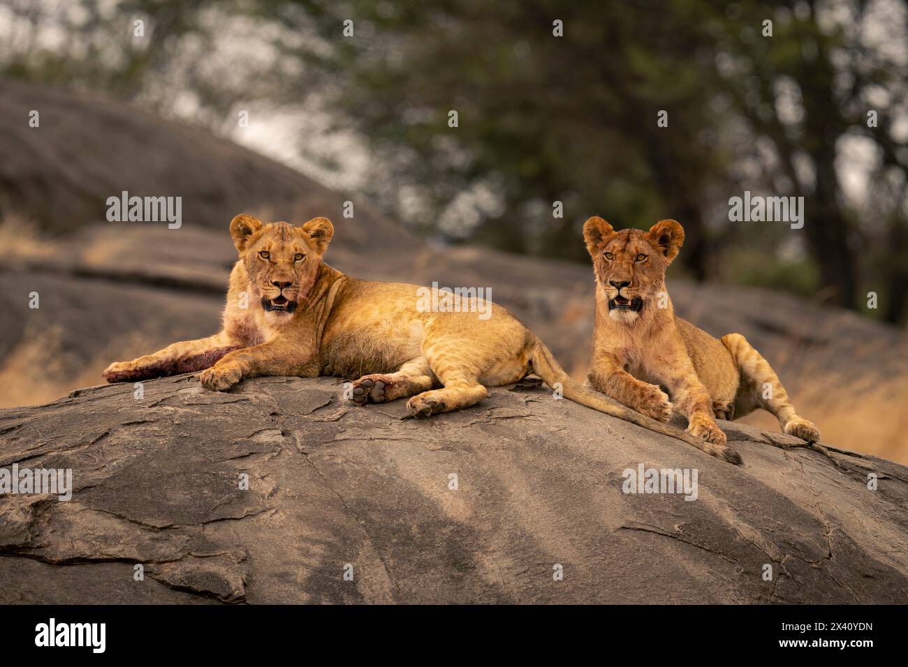 Two lionesses (Panthera leo) lie on rock facing camera in Serengeti ...