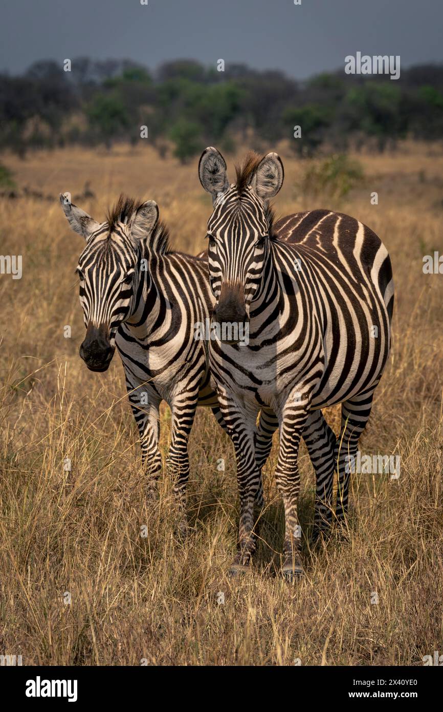 Two color patterns hi-res stock photography and images - Alamy