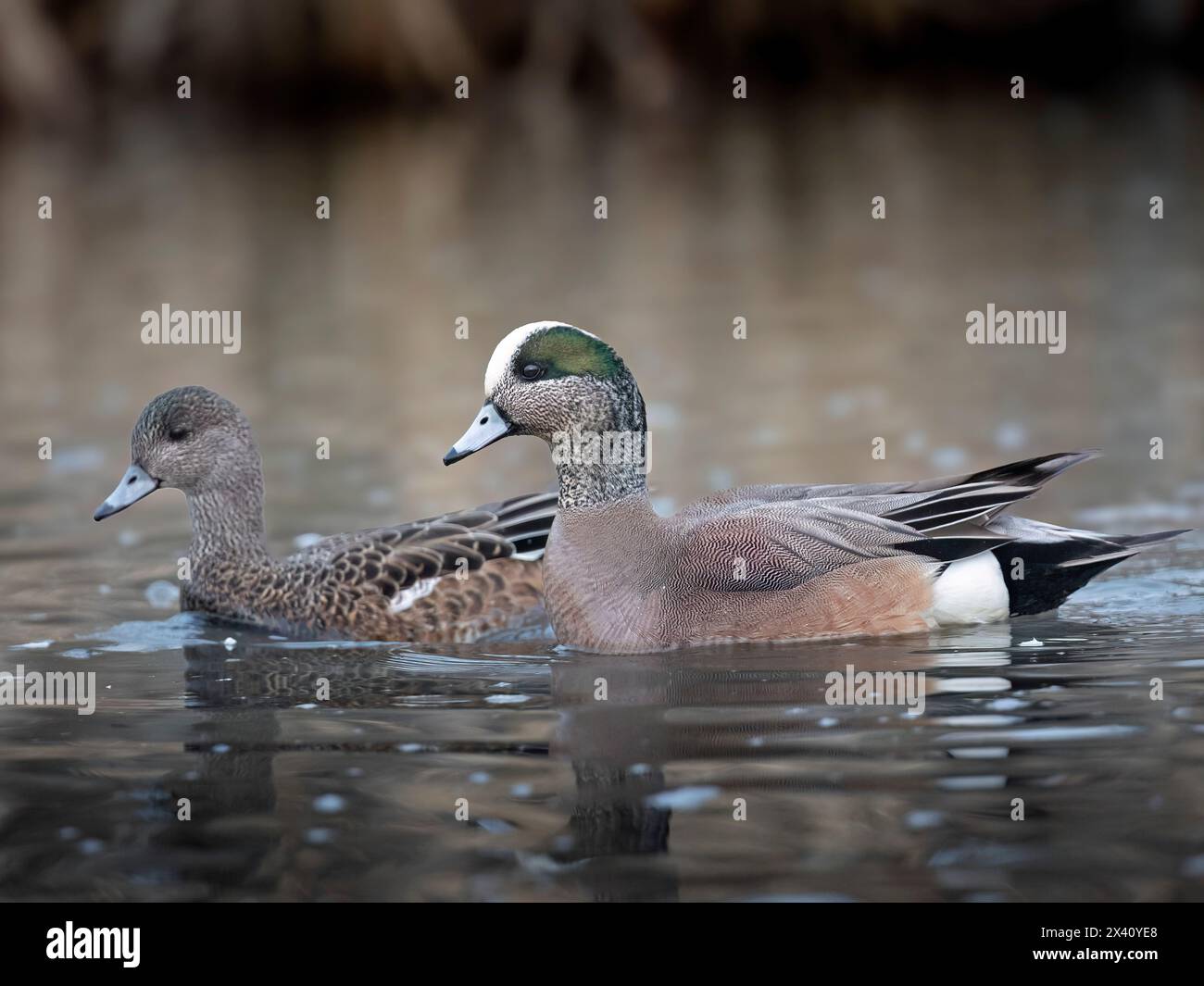 A drake and hen wigeon (Mareca americana) cruise a wetland near ...