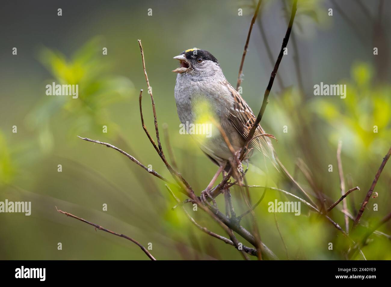 Golden-crowned sparrow (Zonotrichia atricapilla) guards its Southwest ...