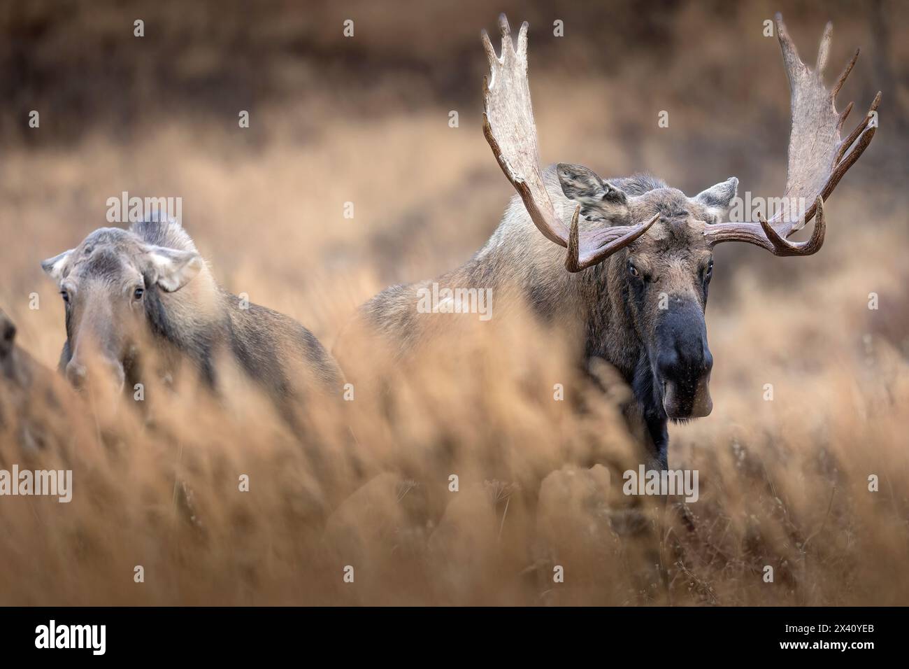 Bull moose (Alces alces) is startled as a jealous cow threatens a ...