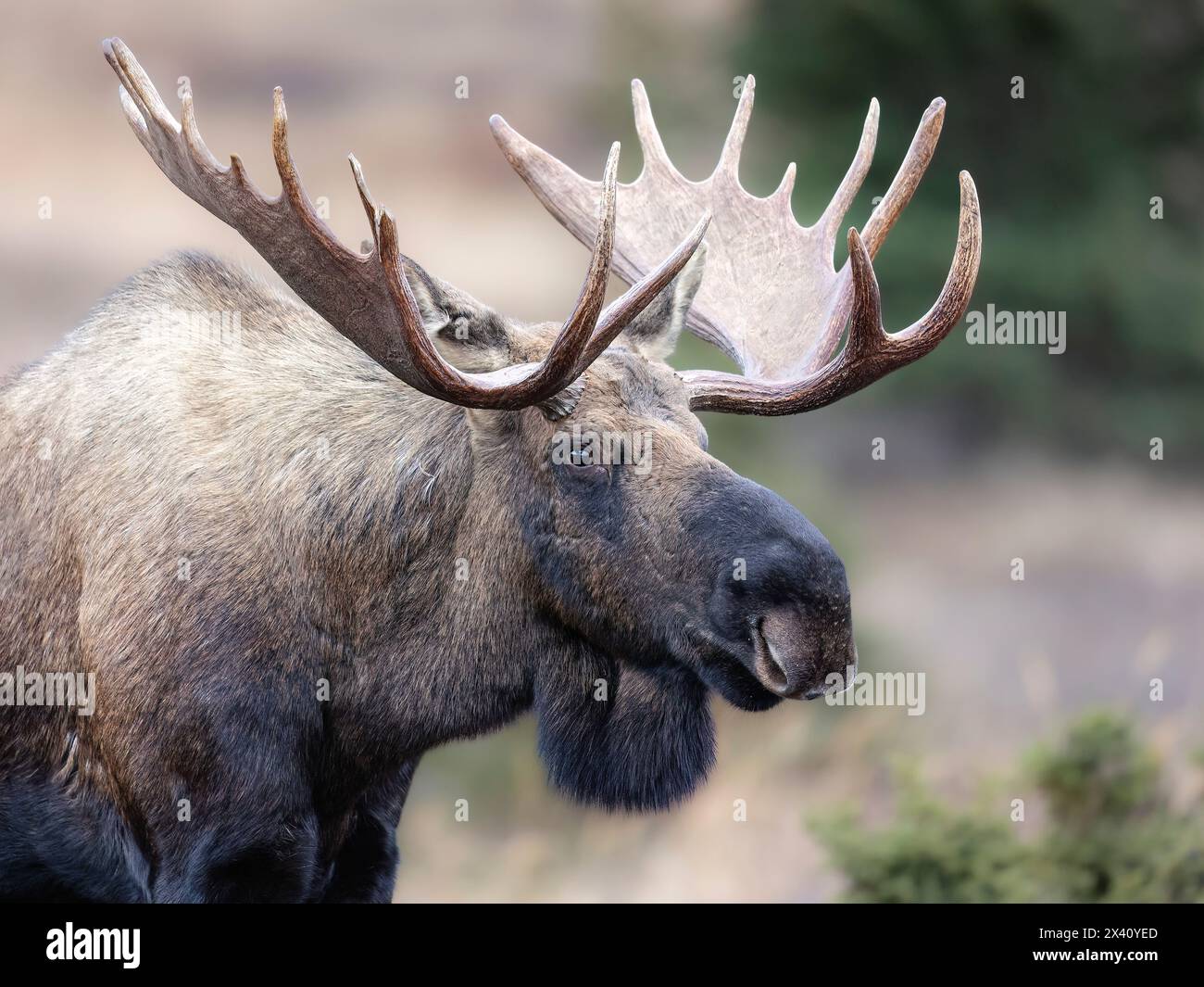 Bull elk side view head hi-res stock photography and images - Alamy