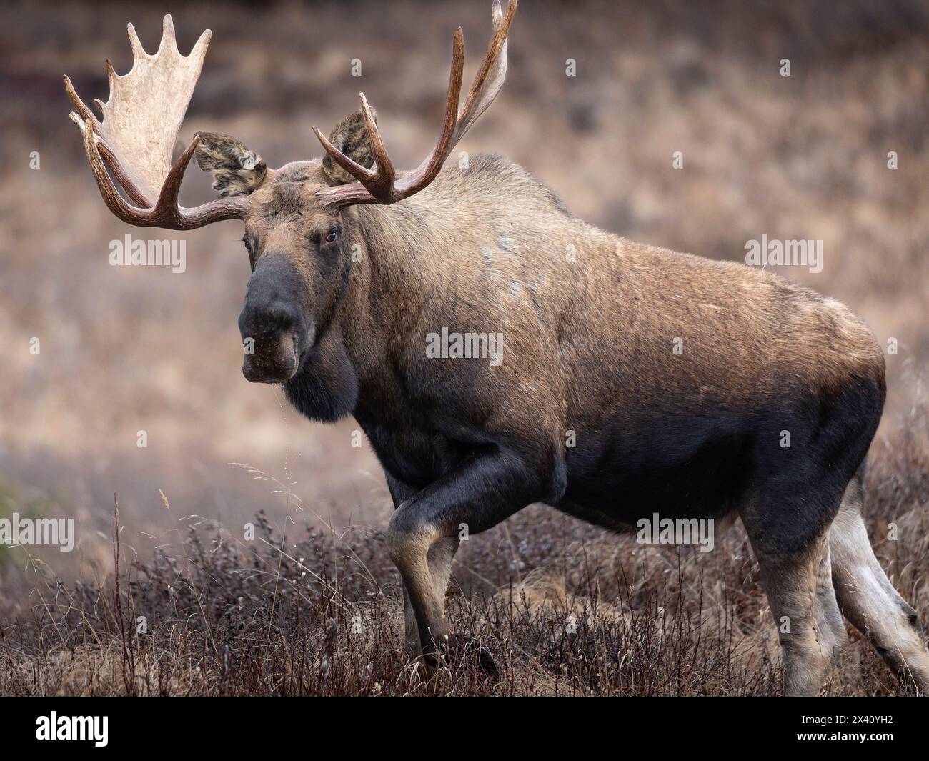 Portrait of a bull moose (Alces alces) walking through an alpine meadow ...