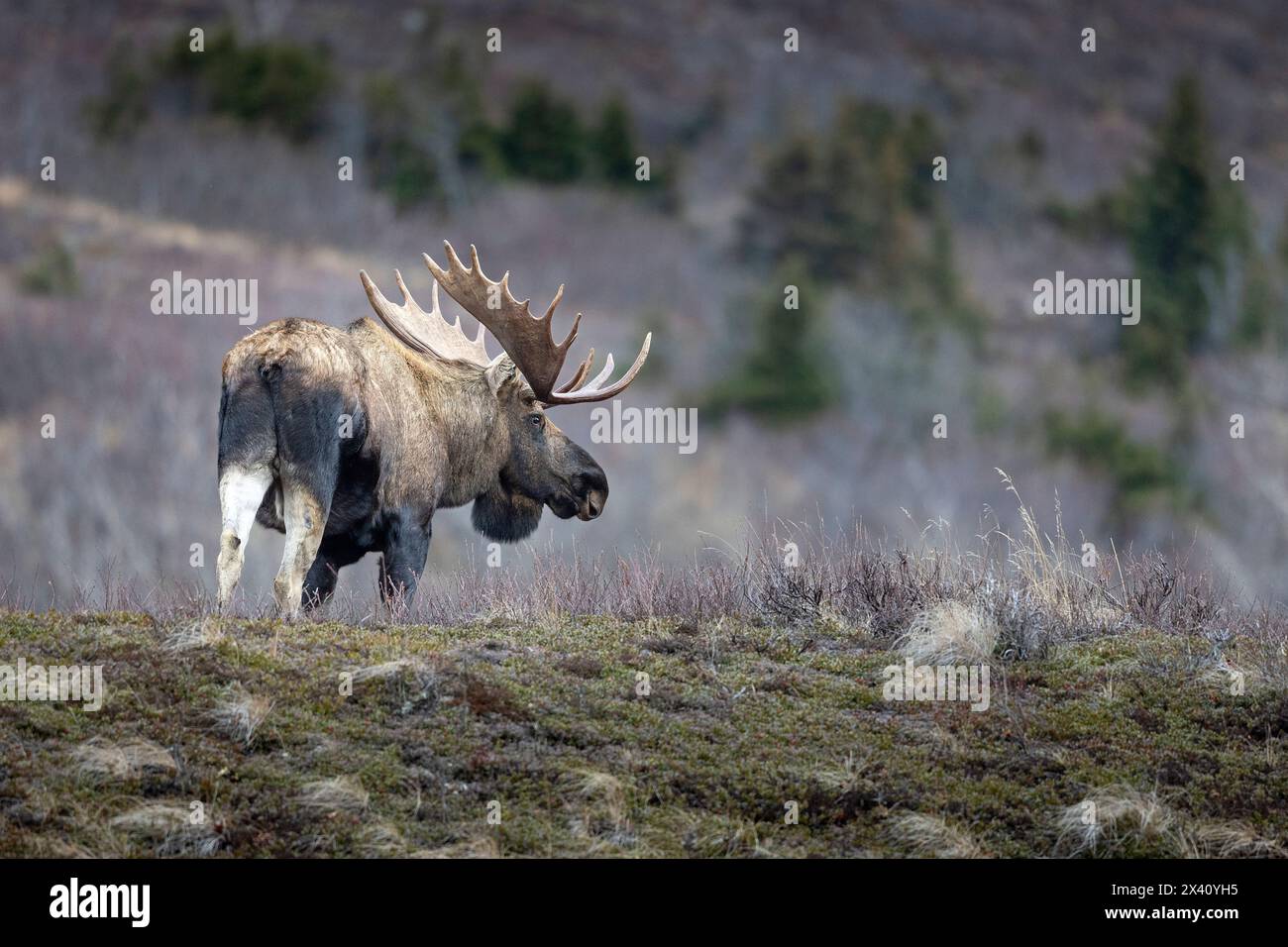 Mature bull moose (Alces alces) with a large rack of antlers spanning ...