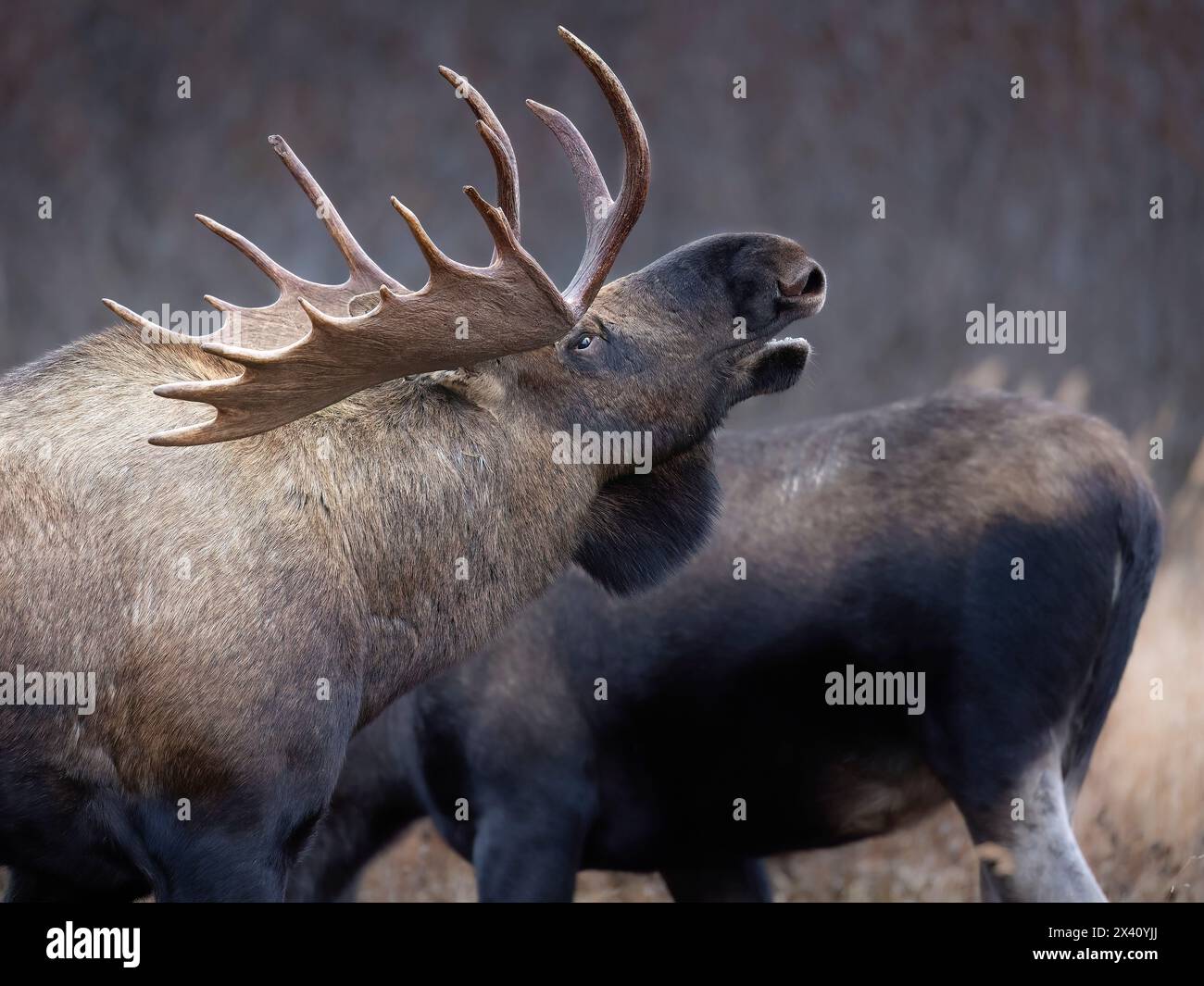 Approached by a cow moose, a bull (Alces alces), displays the Flehmen ...