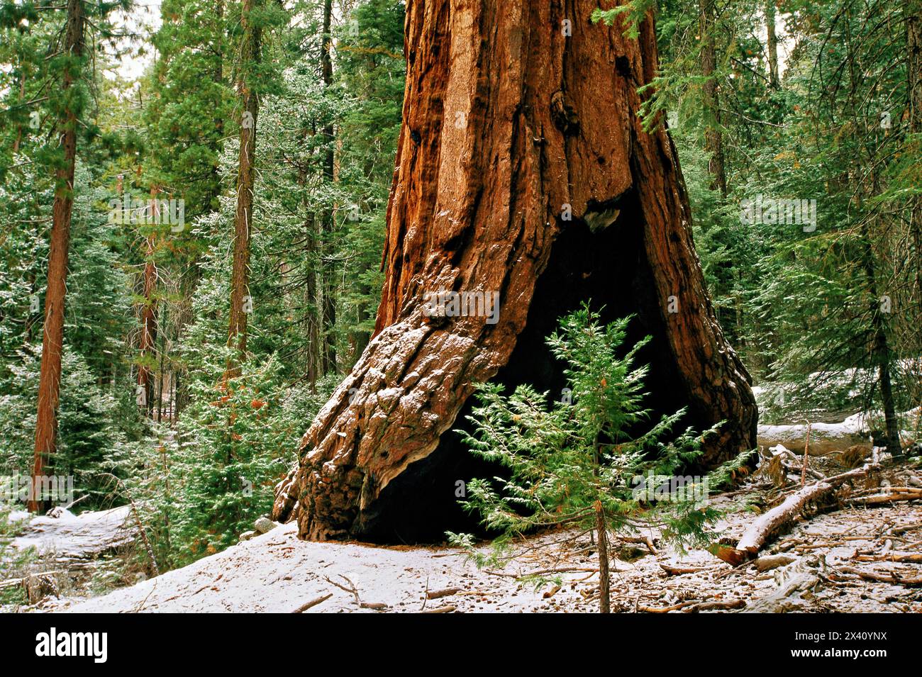 Snow dusted Giant sequoia tree (sequoiadendron giganteum) located in the southern portion of ...
