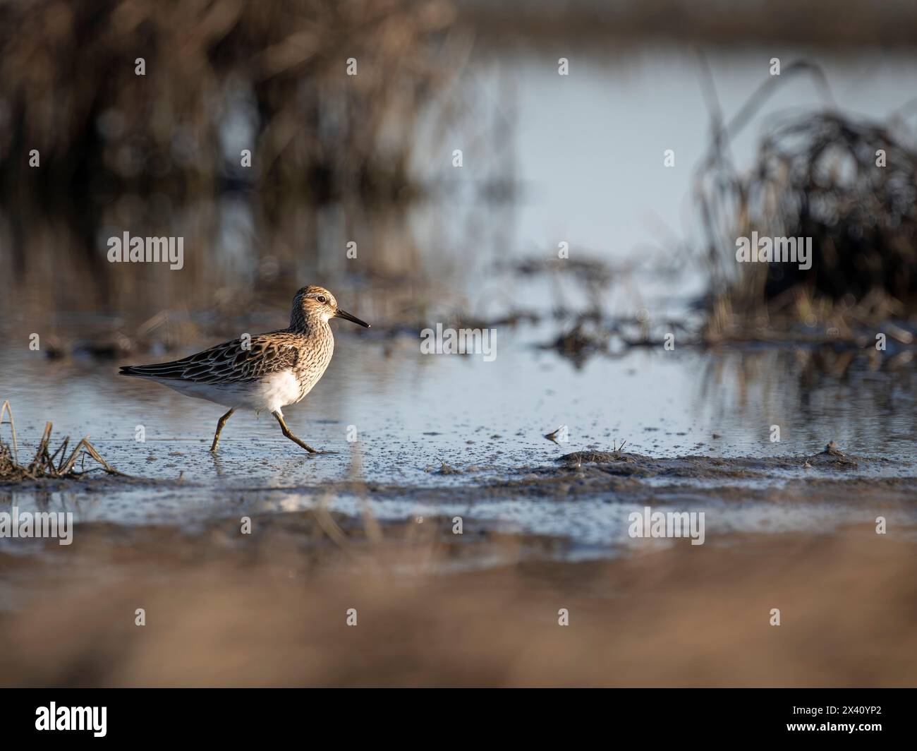 Pectoral sandpiper (Calidris melanotos) forages on South-central Alaska ...