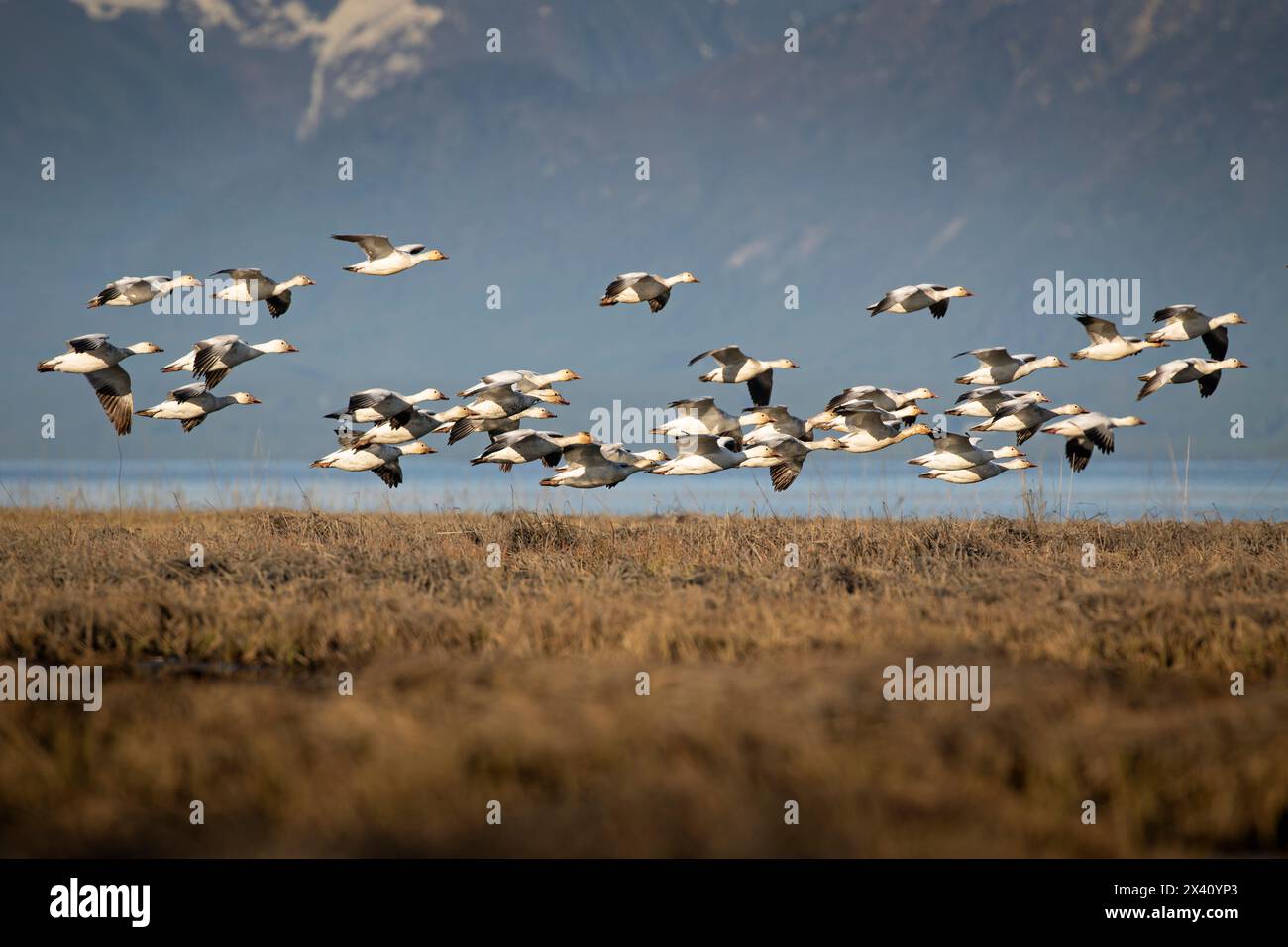 Snow geese (Anser caerulescens) pass through South-central Alaska's ...