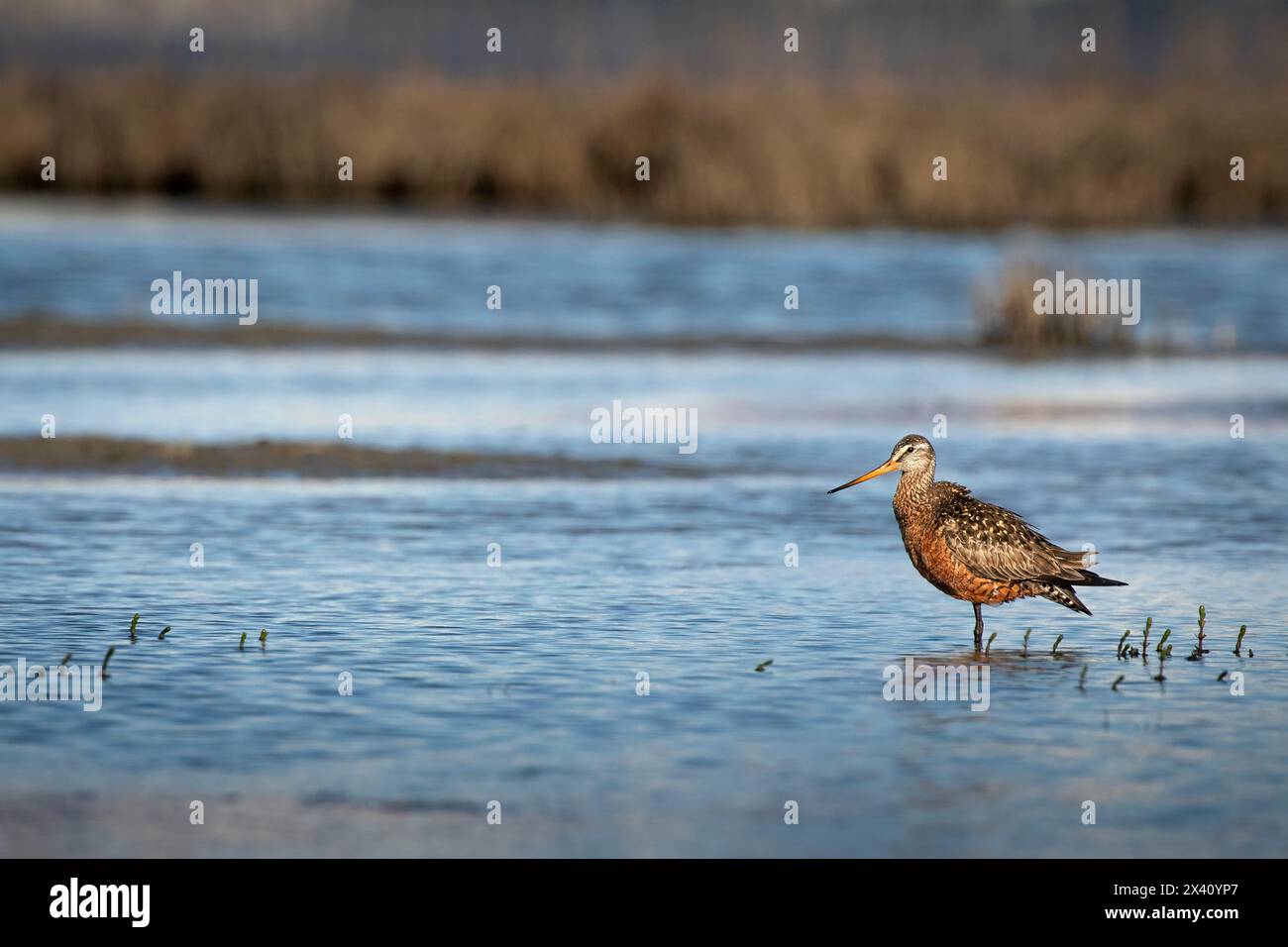 Hudsonian godwit (Limosa haemastica) pauses on Southcentral Alaska's ...