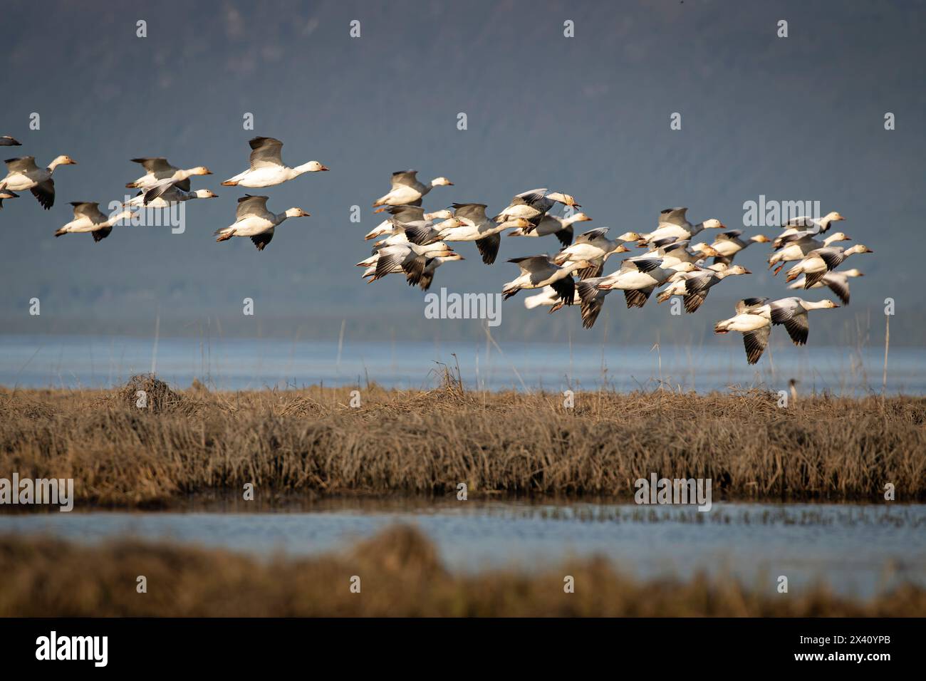 Snow geese (Anser caerulescens) pass through South-central Alaska's ...
