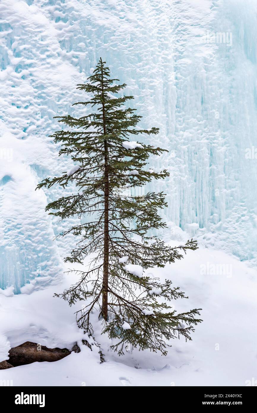 Lone evergreen tree on a snow-covered cliff with a frozen ice falls in ...