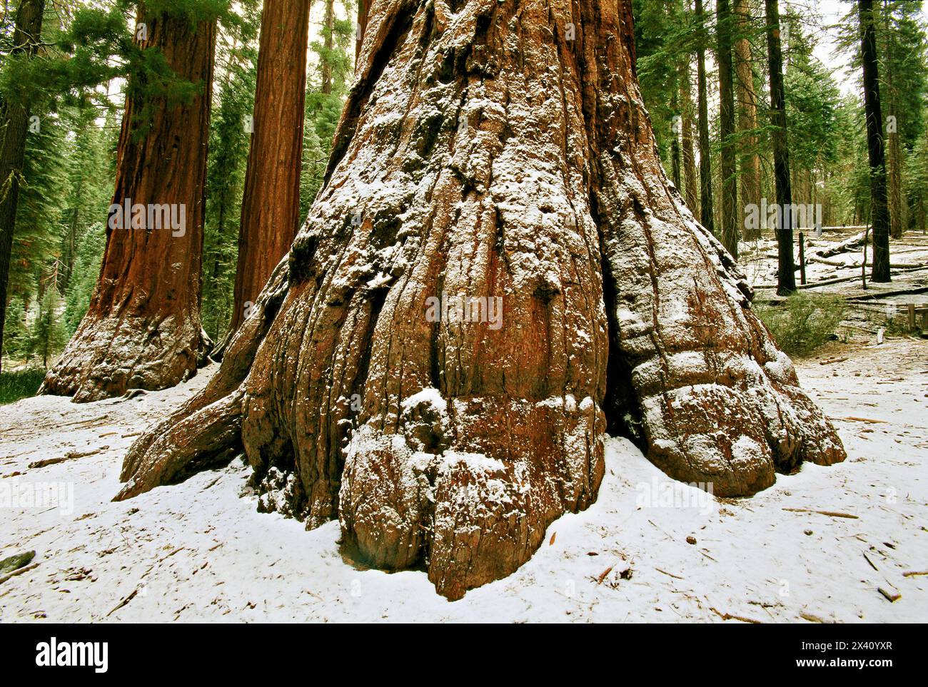 Snow dusted Giant sequoia tree (sequoiadendron giganteum) in the southern portion of Yosemite ...