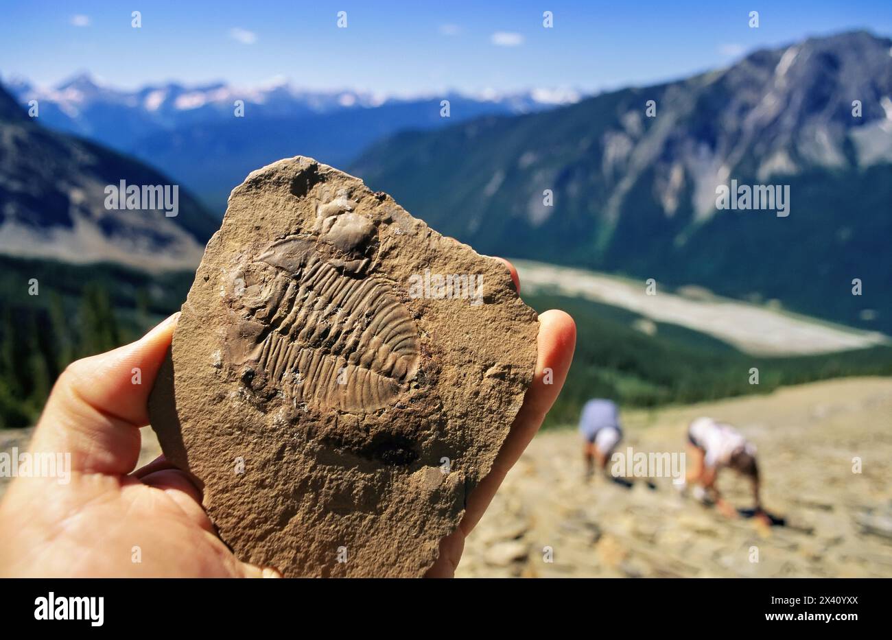 Body fossils hi-res stock photography and images - Alamy