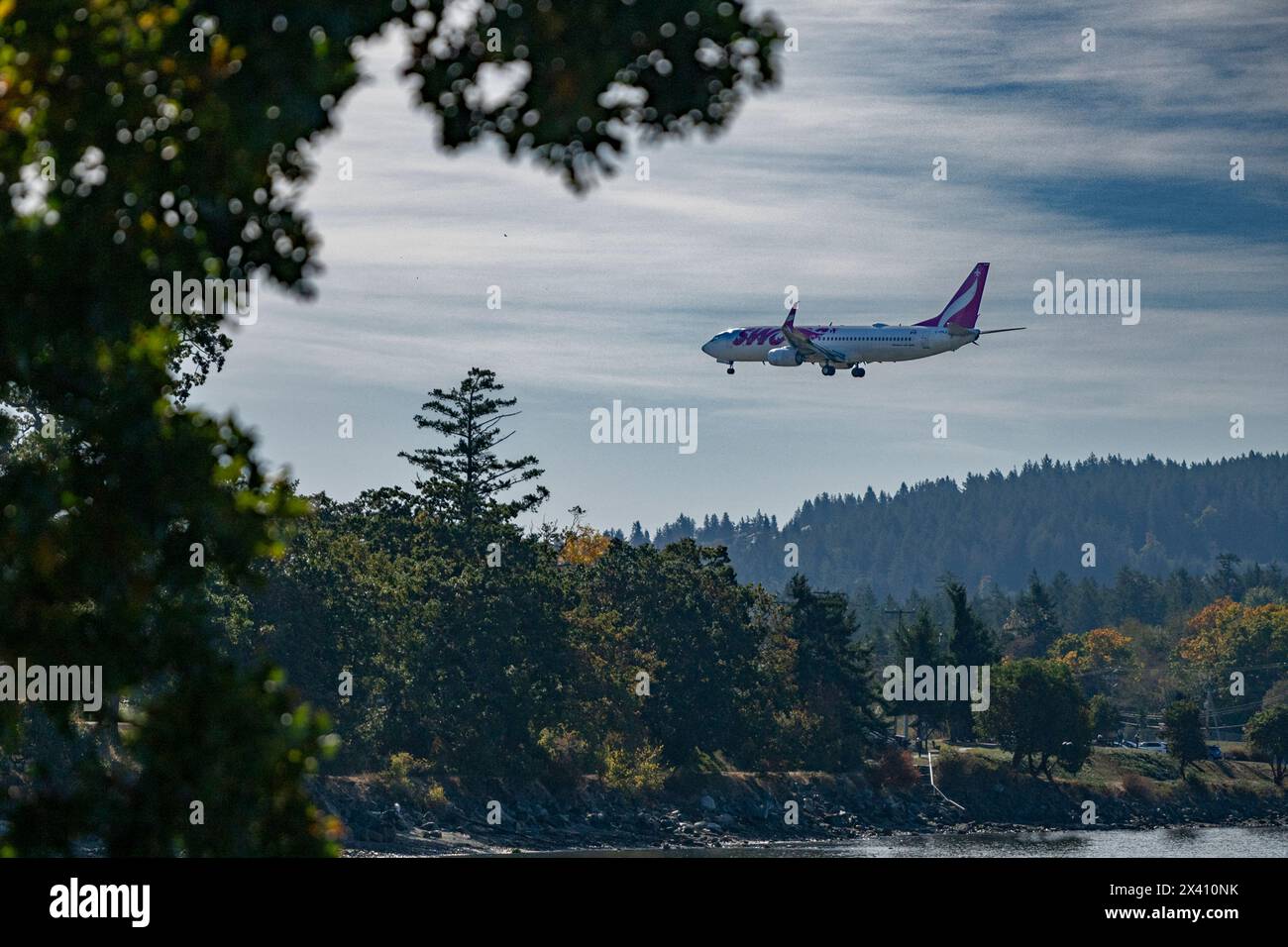 Commercial airline jet flies over the trees at Saanich Inlet on ...