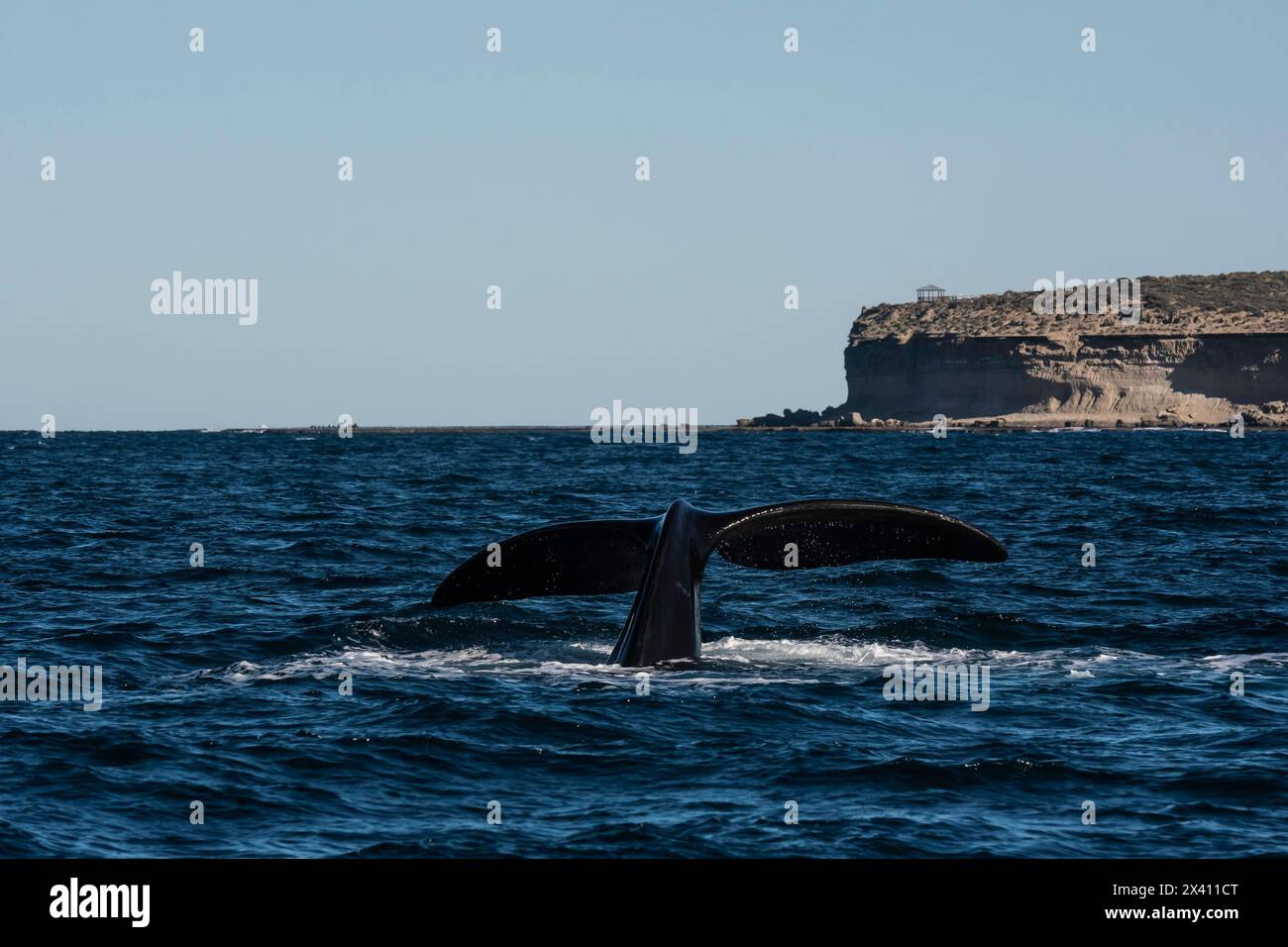 Sohutern right whale tail lobtailing, endangered species, Patagonia ...