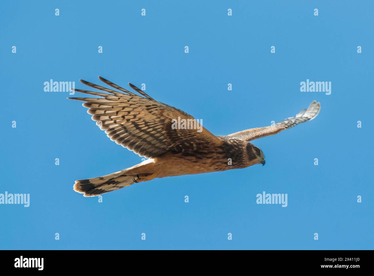 Long winged harrier (Circus buffoni), planning, La Pampa Province ...