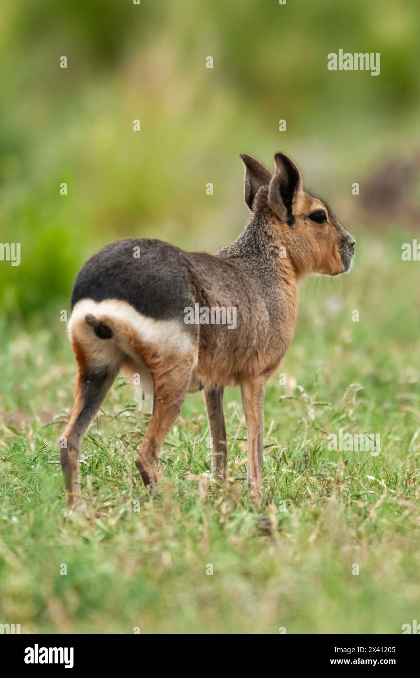 Patagonian cavi, Patagonia Mara, Peninsula Valdes, Patagonia ...