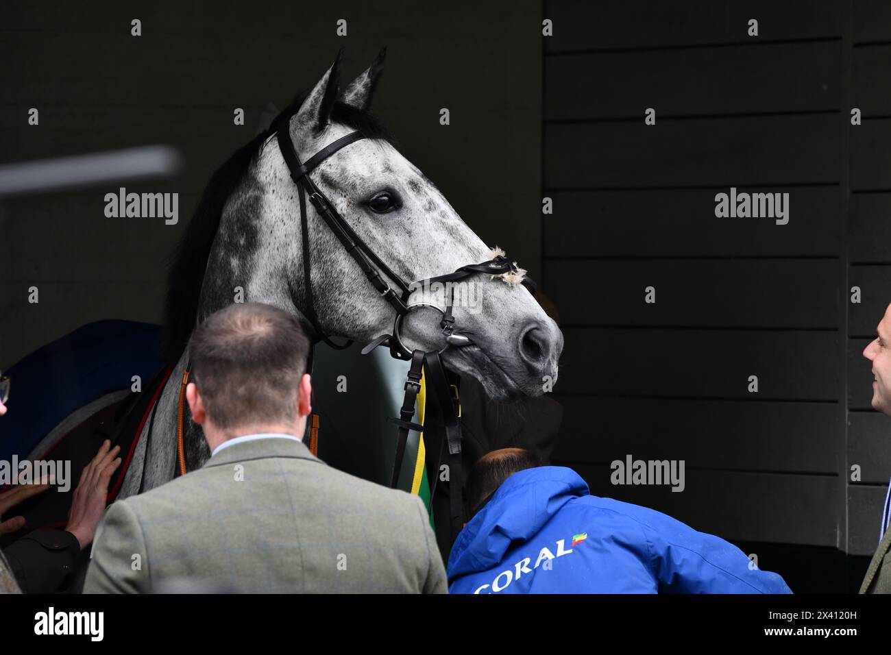 racehorse ELIXIR DE NUTZ Stock Photo - Alamy