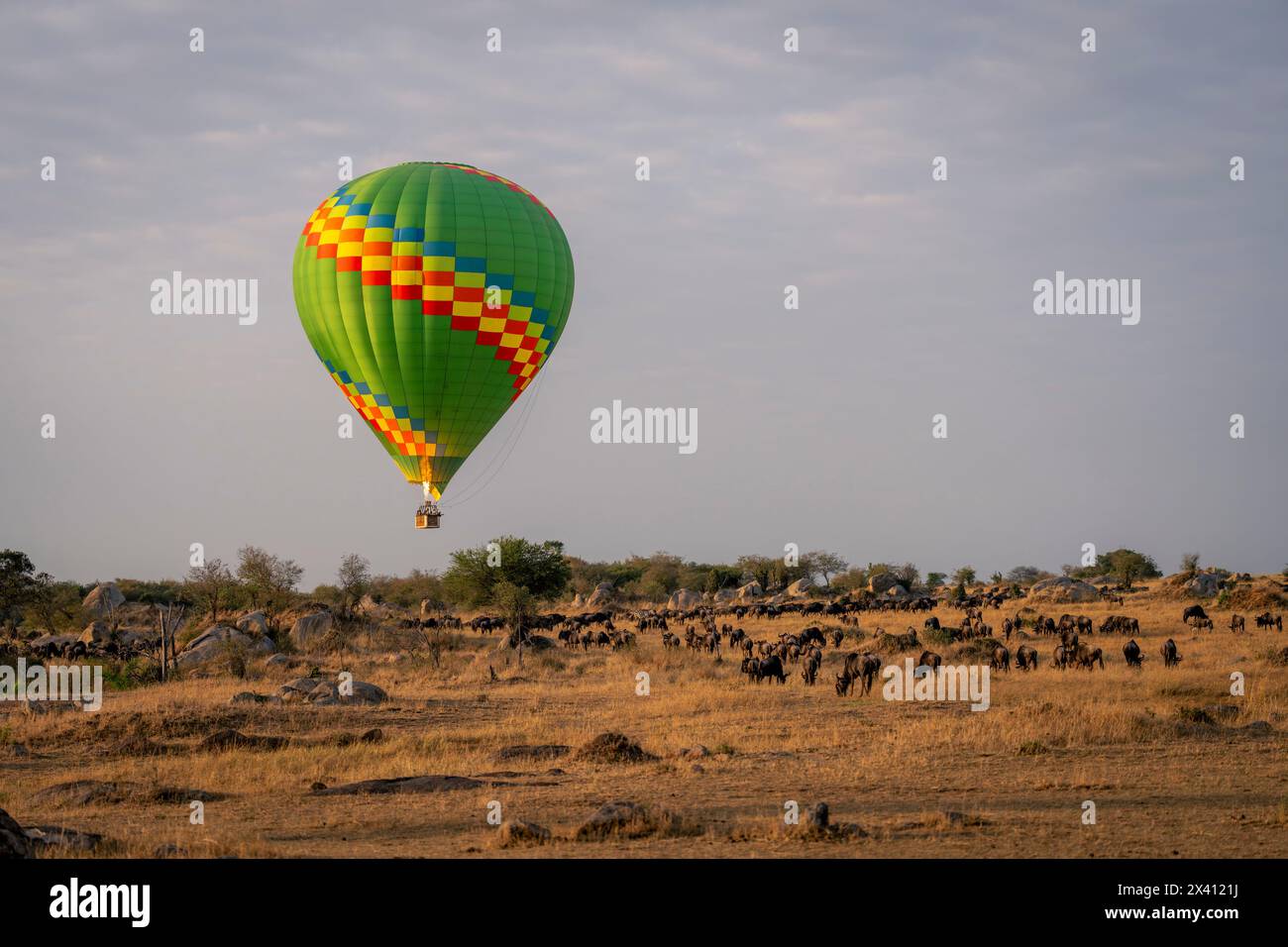 Hot air balloon flies above grazing blue wildebeest herd (Connochaetes ...