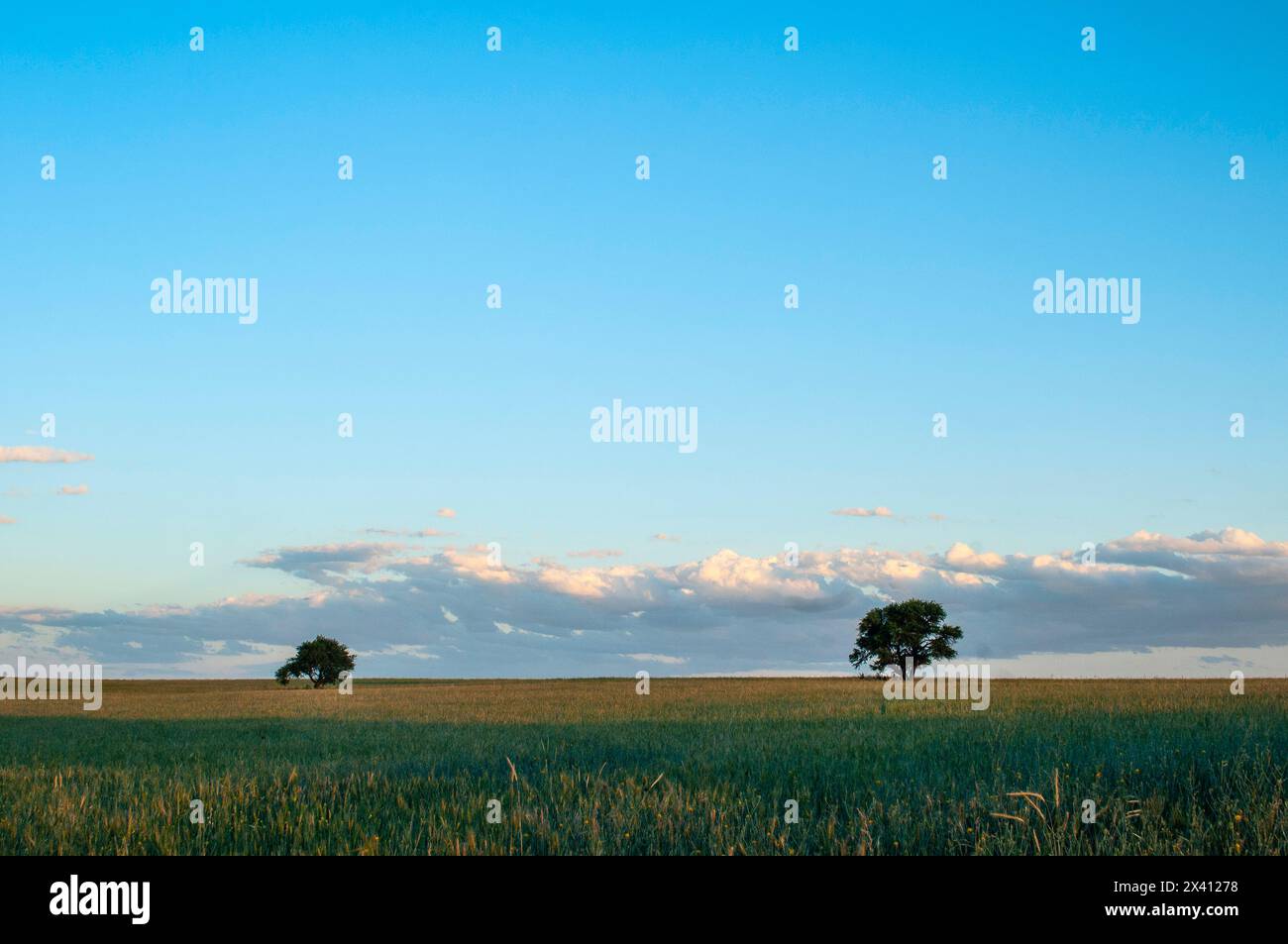 Pampas tree landscape, La Pampa province, Patagonia, Argentina Stock ...