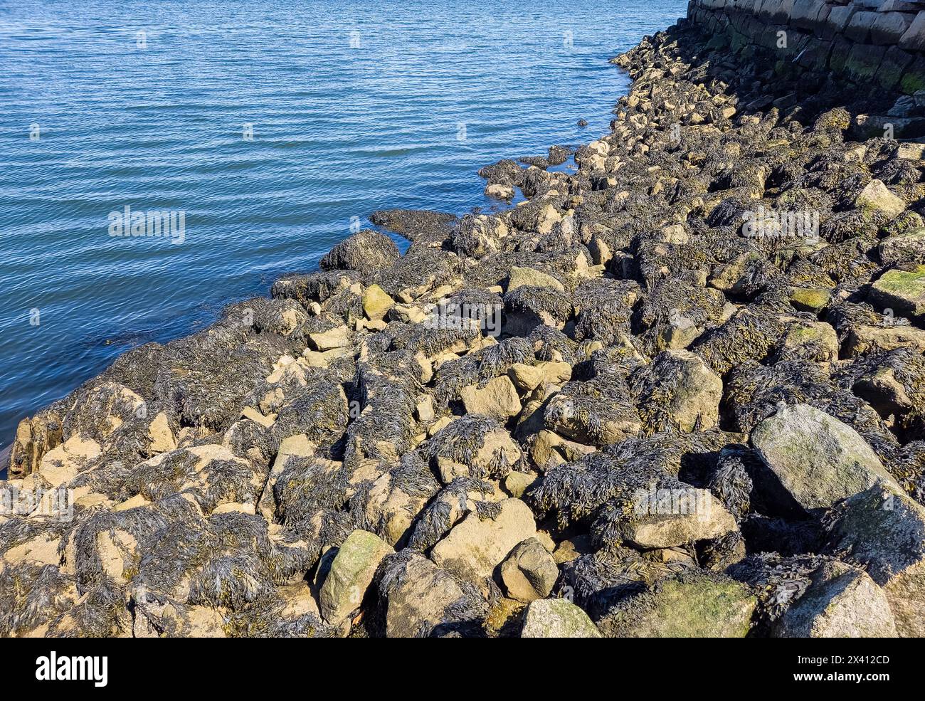 Rocky shore with seaweed and ocean water Stock Photo - Alamy