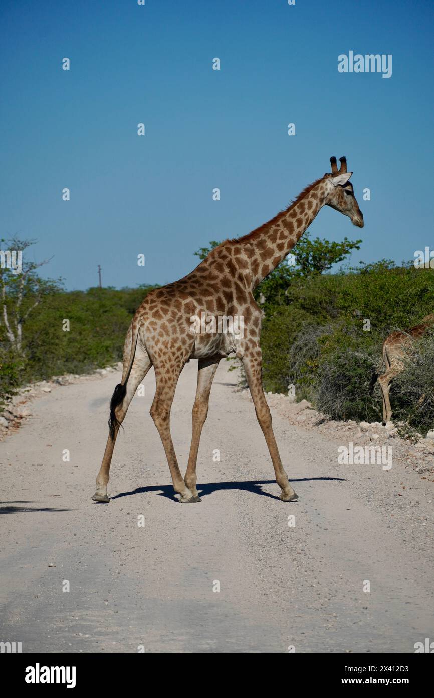 Beautiful namibian pictures . Taken in ongava Stock Photo - Alamy