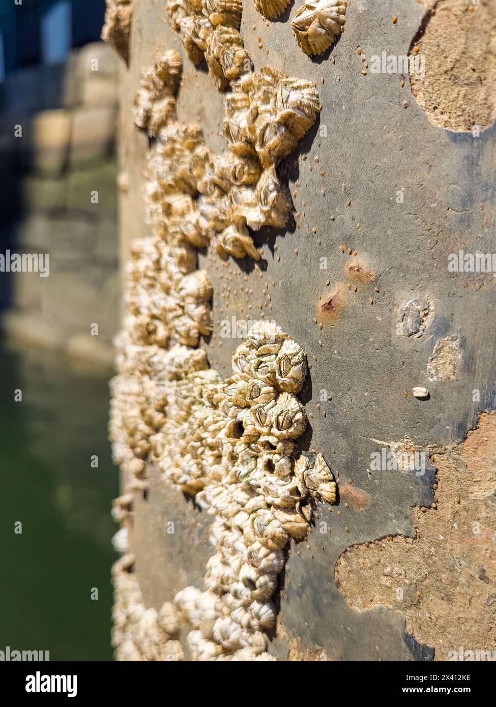Barnacles on pier hi-res stock photography and images - Alamy