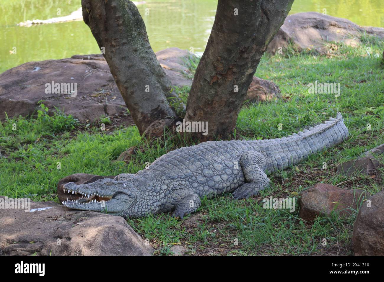 High resolution stock photography hi-res stock photography and images ...